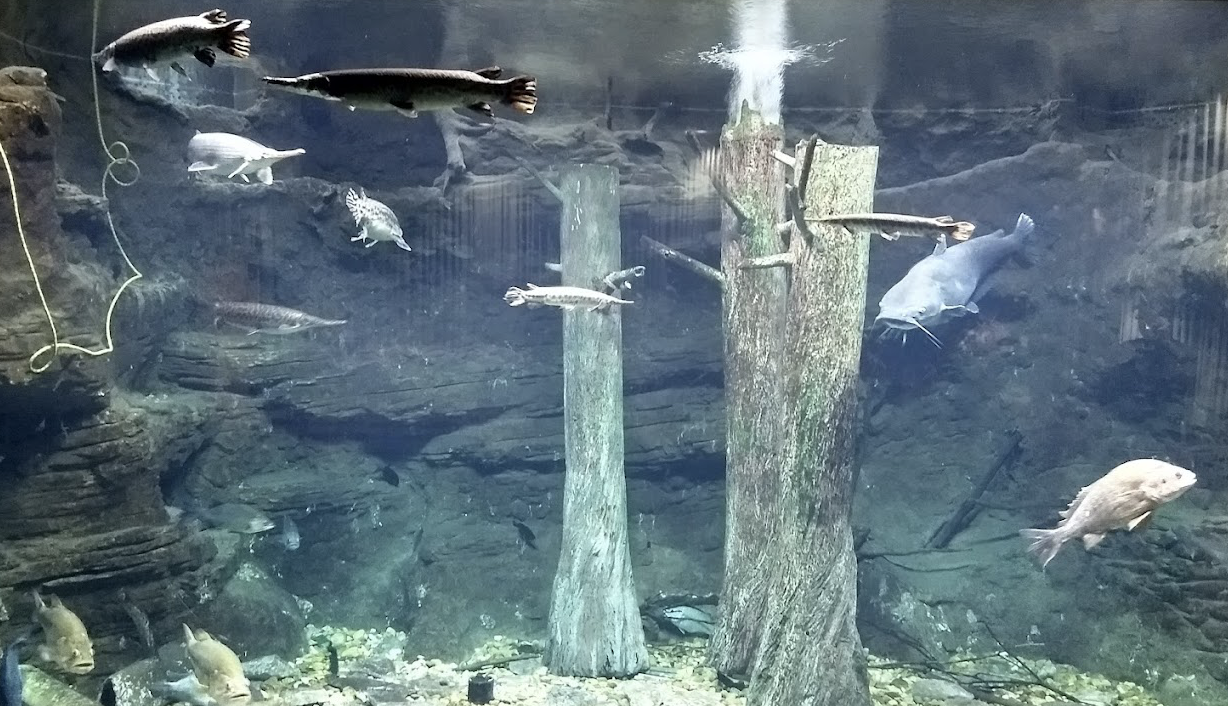 » Texas Freshwater Fisheries Center Grand Re-Opening Slated for July 1